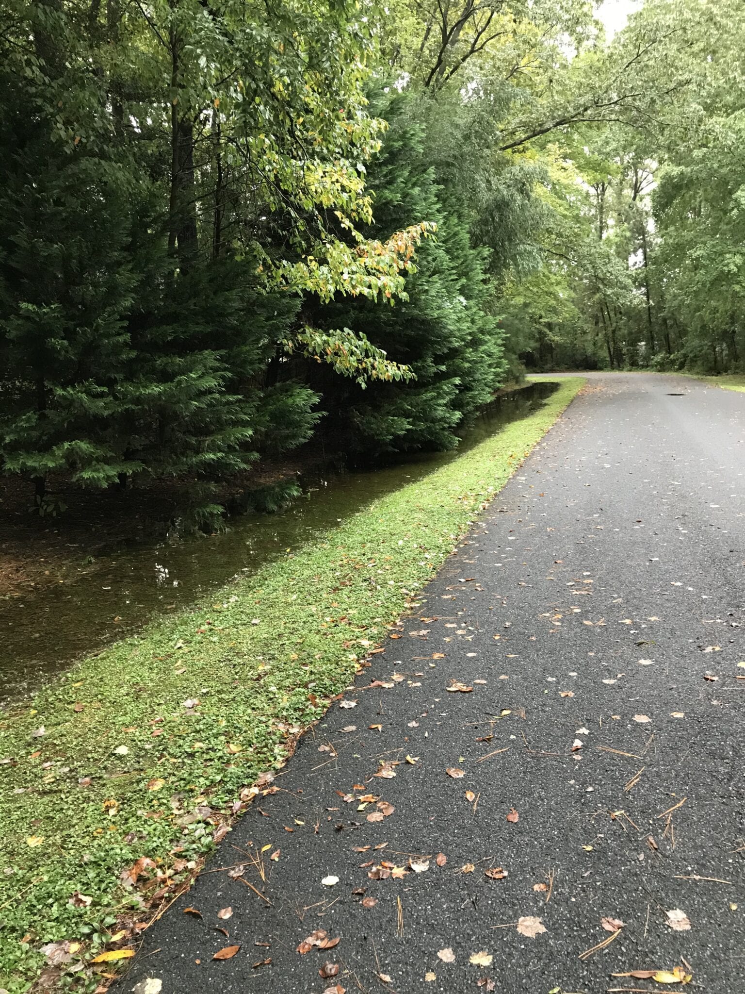 What Is a Drainage Swale? (And Does it Really Work?)
