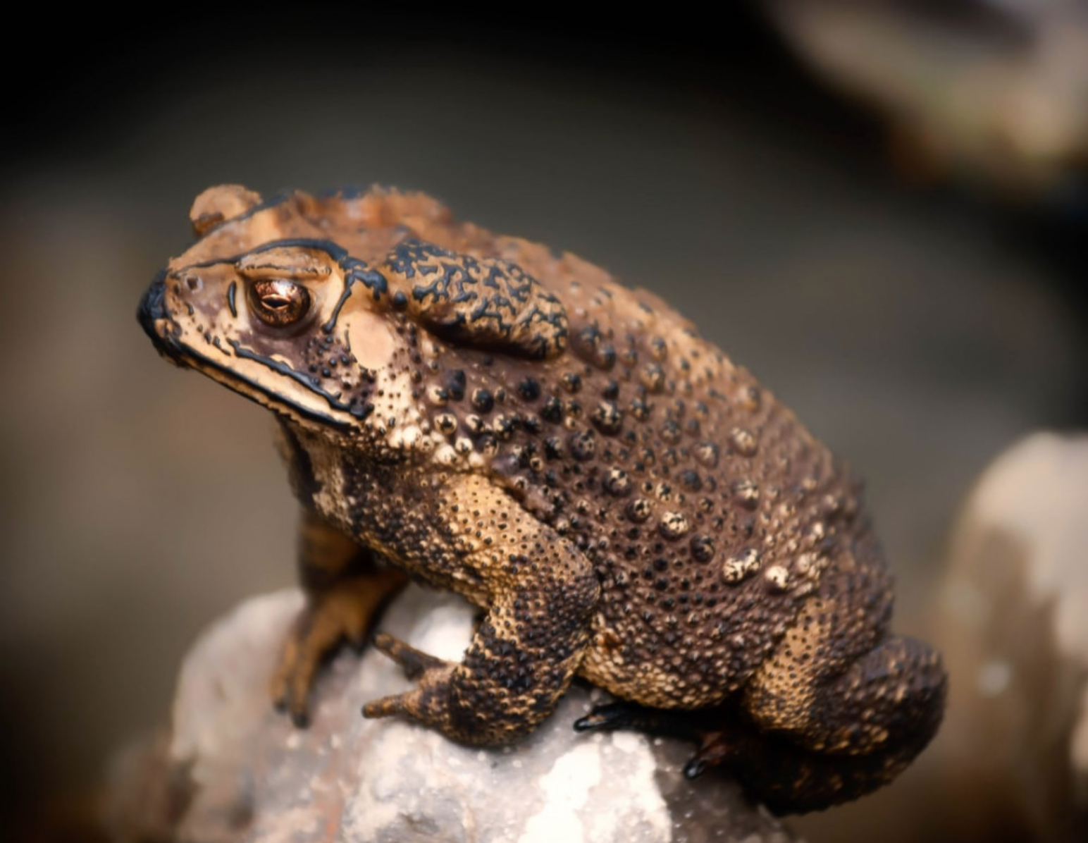 What Is the Difference Between a Frog and a Toad?