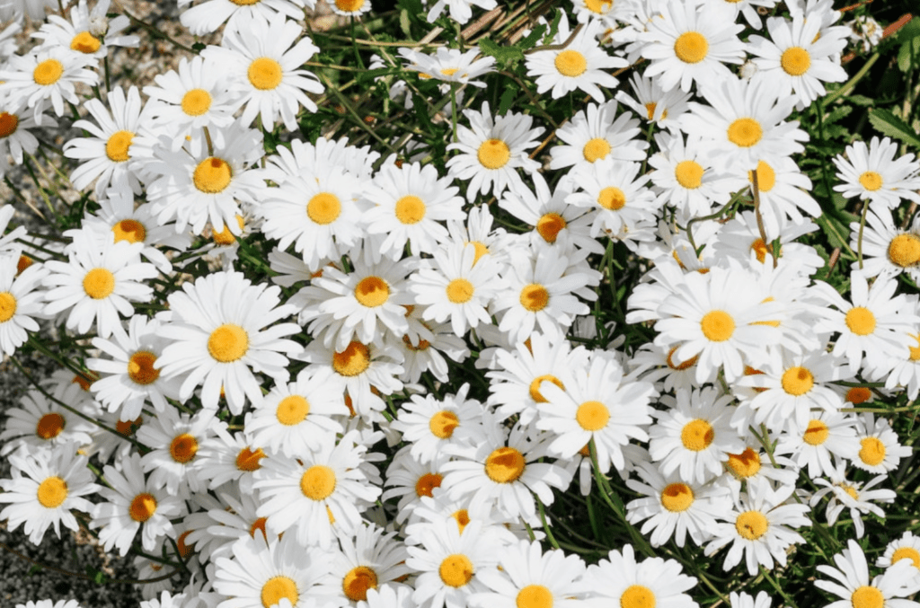 Are Daisies Weeds? A Guide to Understand Daisy Plant Types
