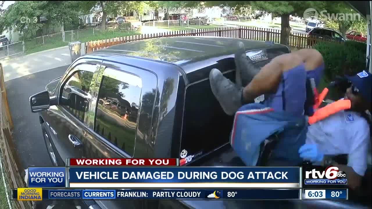 Is It Legal for a Mailman to Pepper Spray a Dog?